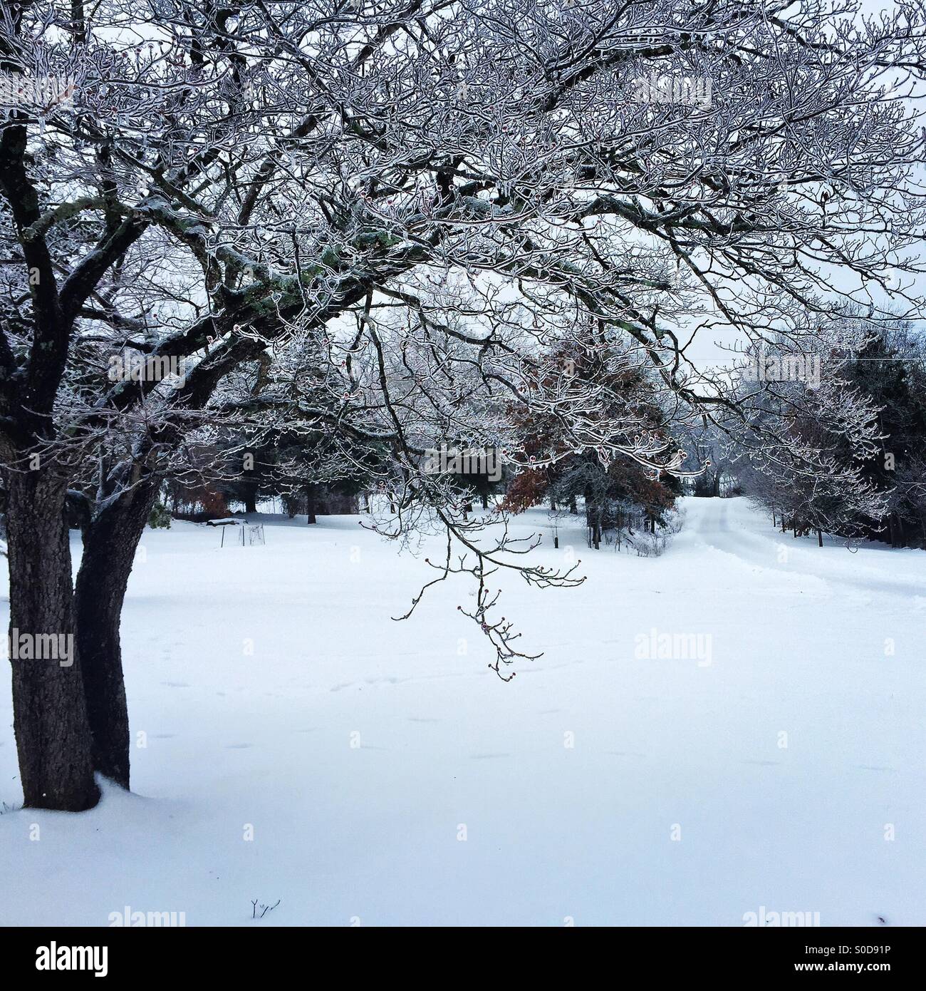 Ice tree hi-res stock photography and images - Alamy