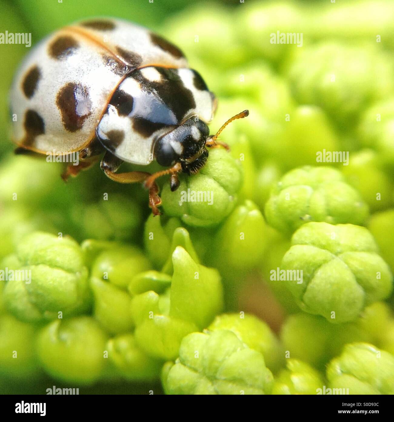 White Ladybug High Resolution Stock Photography and Images - Alamy