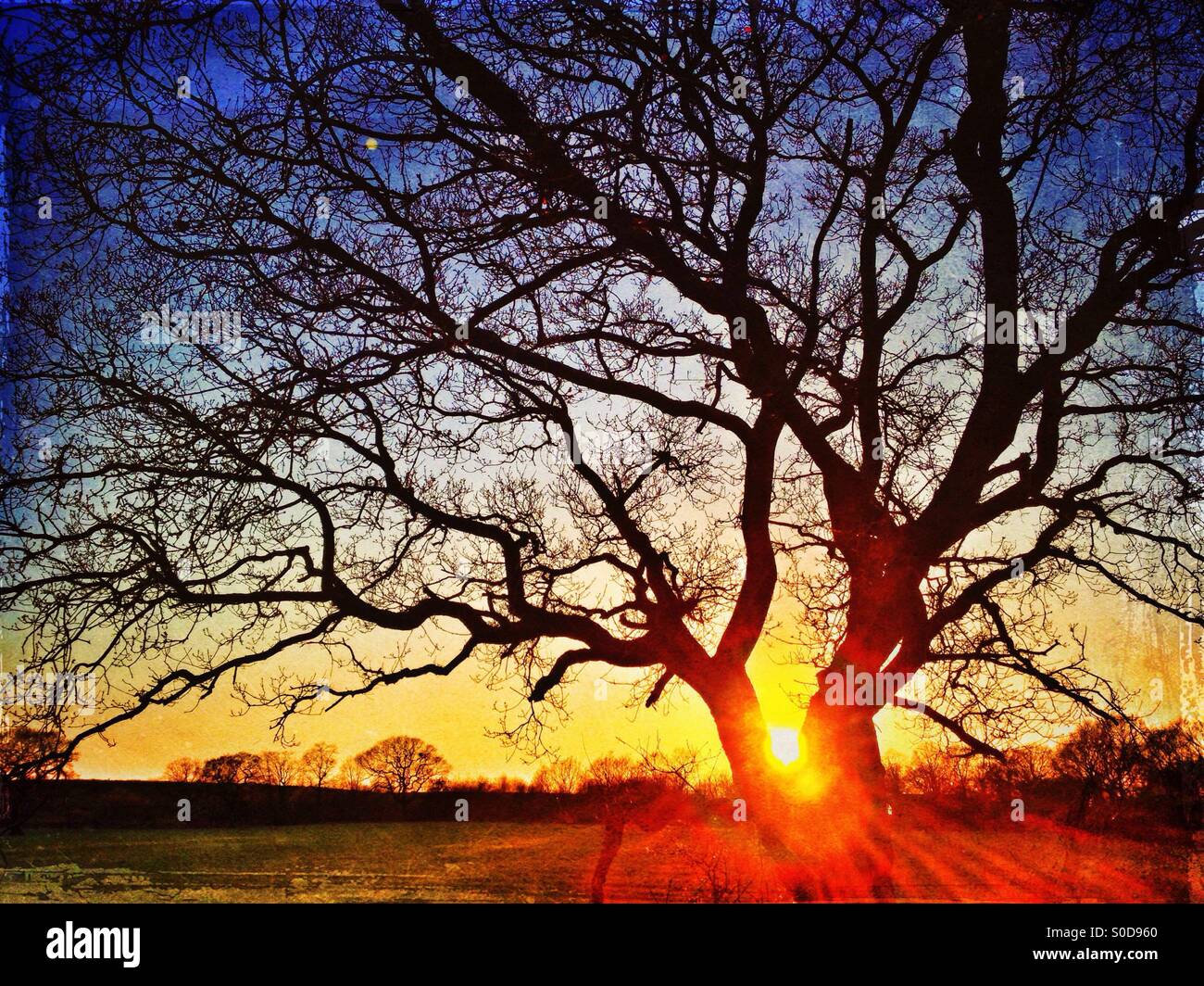 Sunset through tree Stock Photo - Alamy