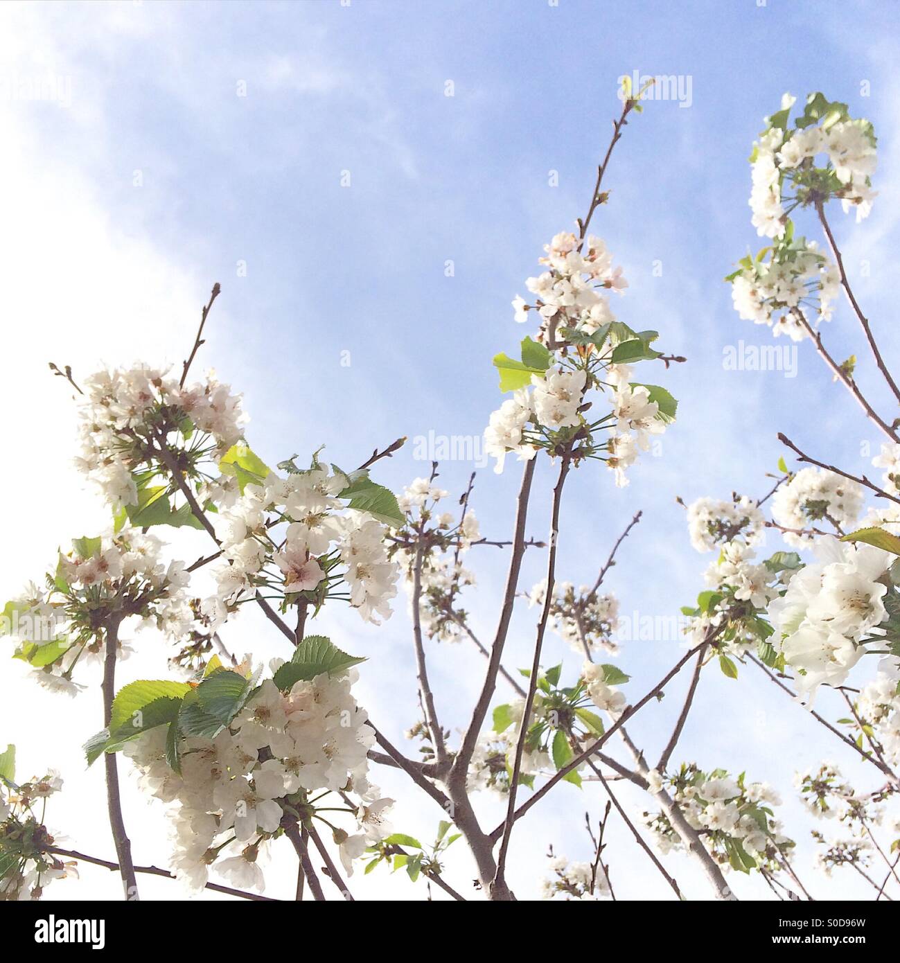 Cherry tree in bloom Stock Photo - Alamy