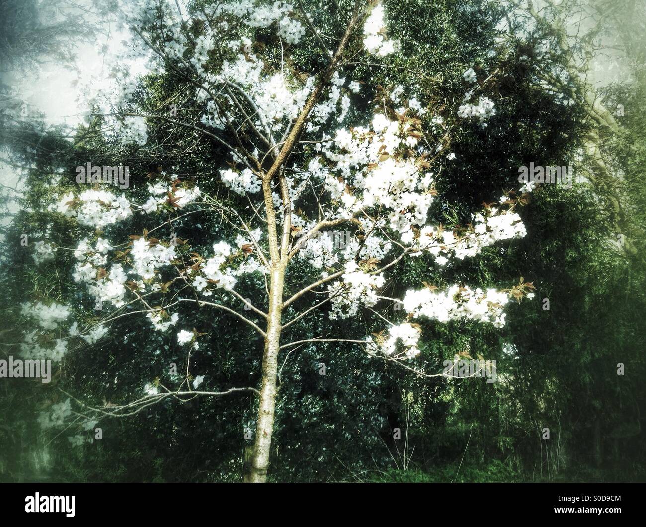 White leaved hi-res stock photography and images - Alamy