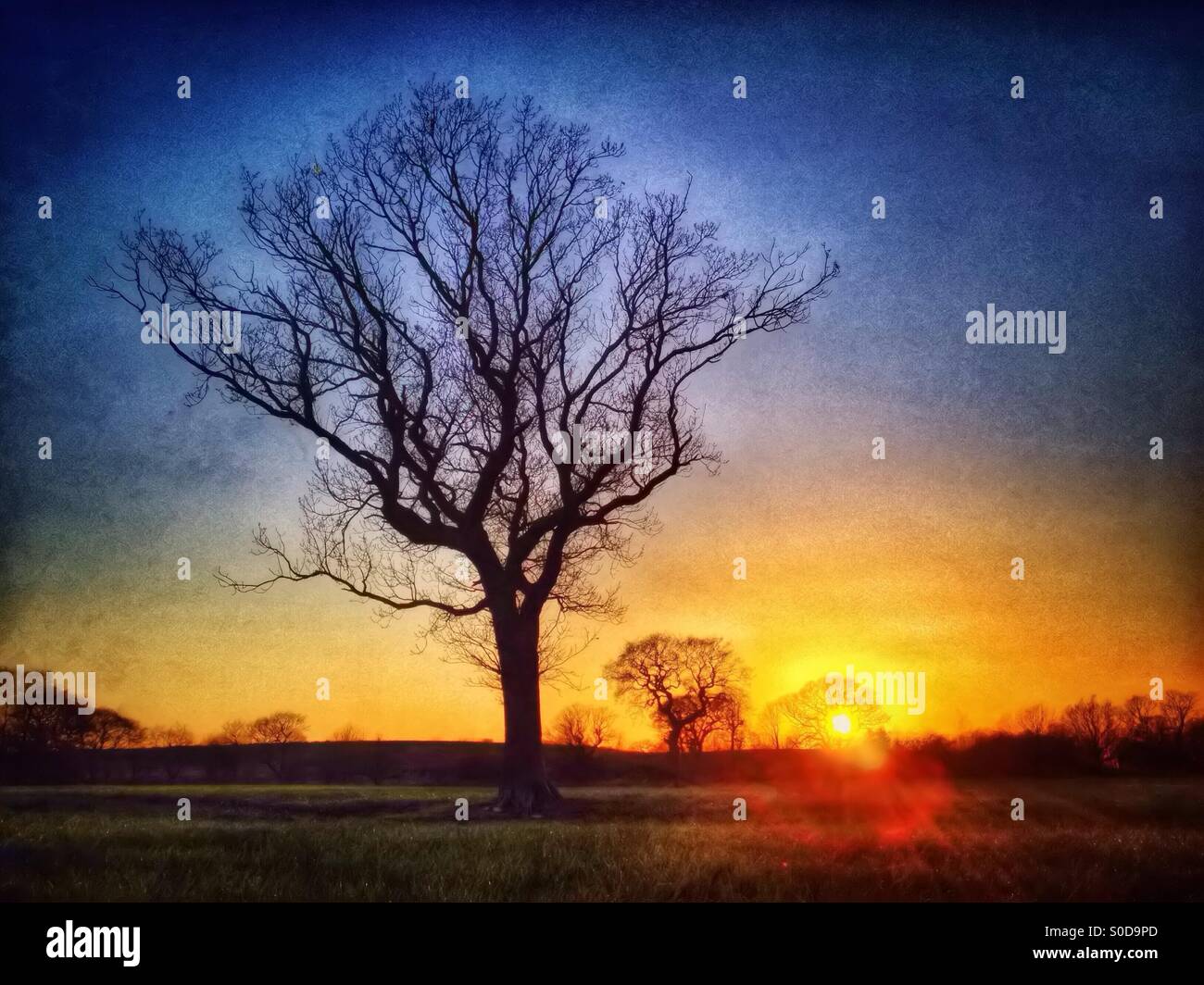 Silhouette of tree at sunset Stock Photo - Alamy