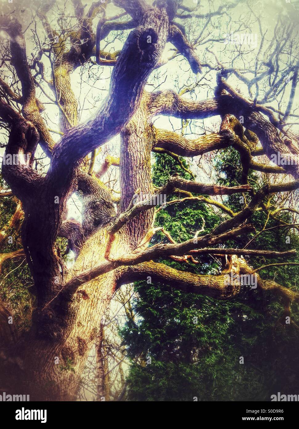 Creepy tree hi-res stock photography and images - Alamy