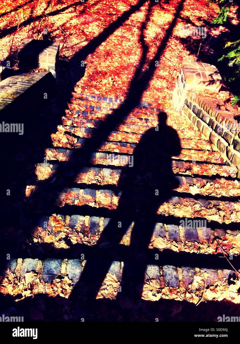 Tree cast shadow hi-res stock photography and images - Alamy