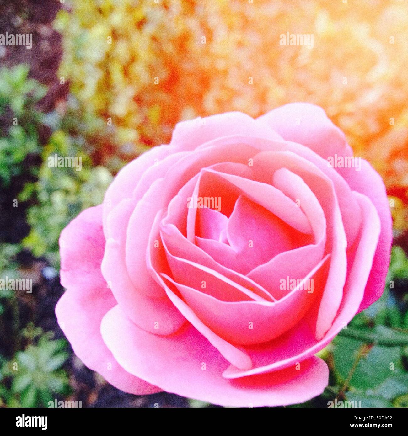 Bright pink rose Stock Photo - Alamy