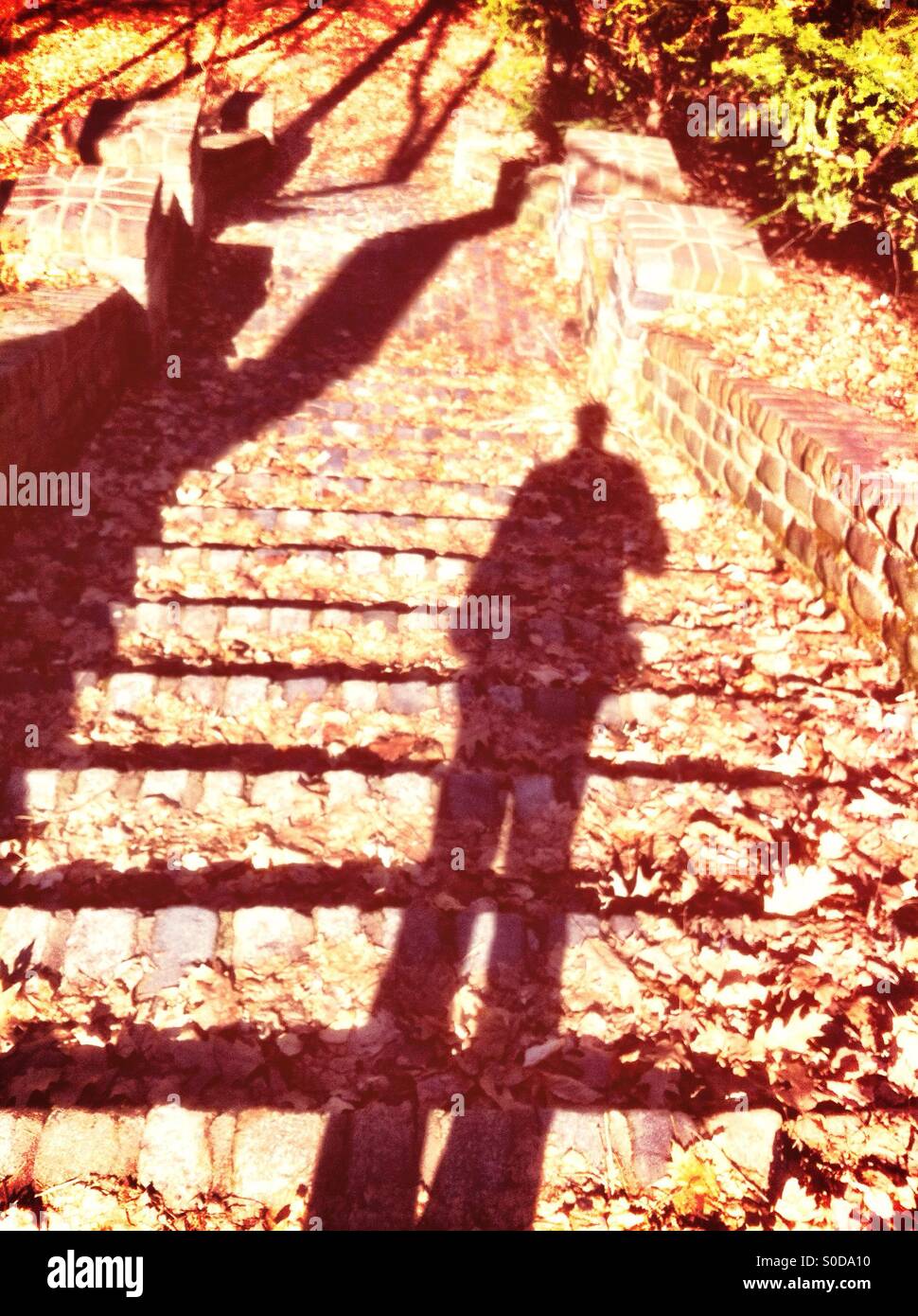 Tree cast shadow hi-res stock photography and images - Alamy