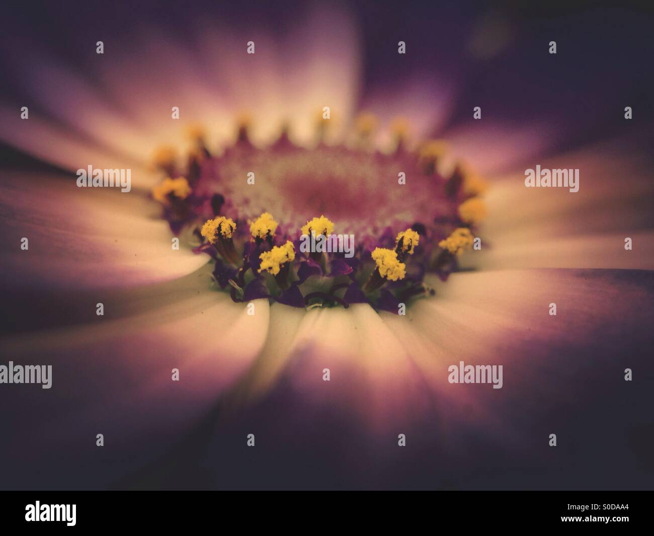 Purple cineraria flower hi-res stock photography and images - Alamy