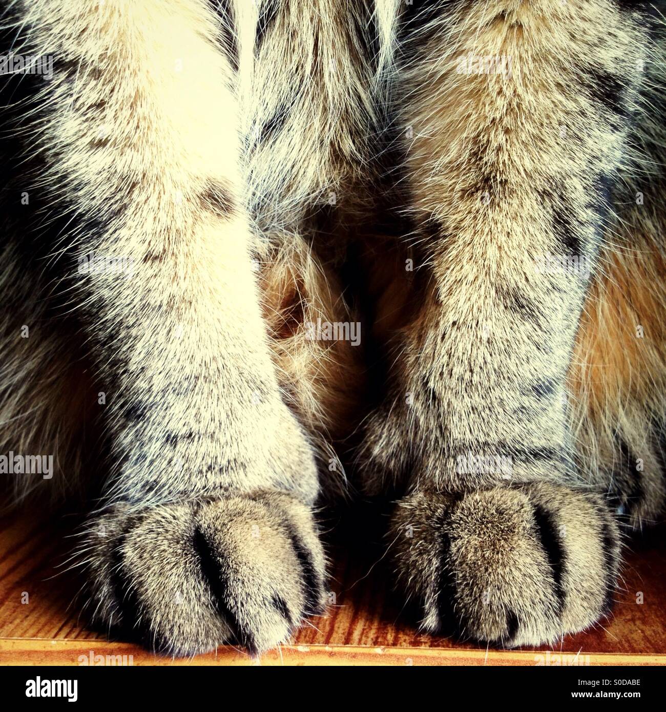 Furry paws hi-res stock photography and images - Alamy