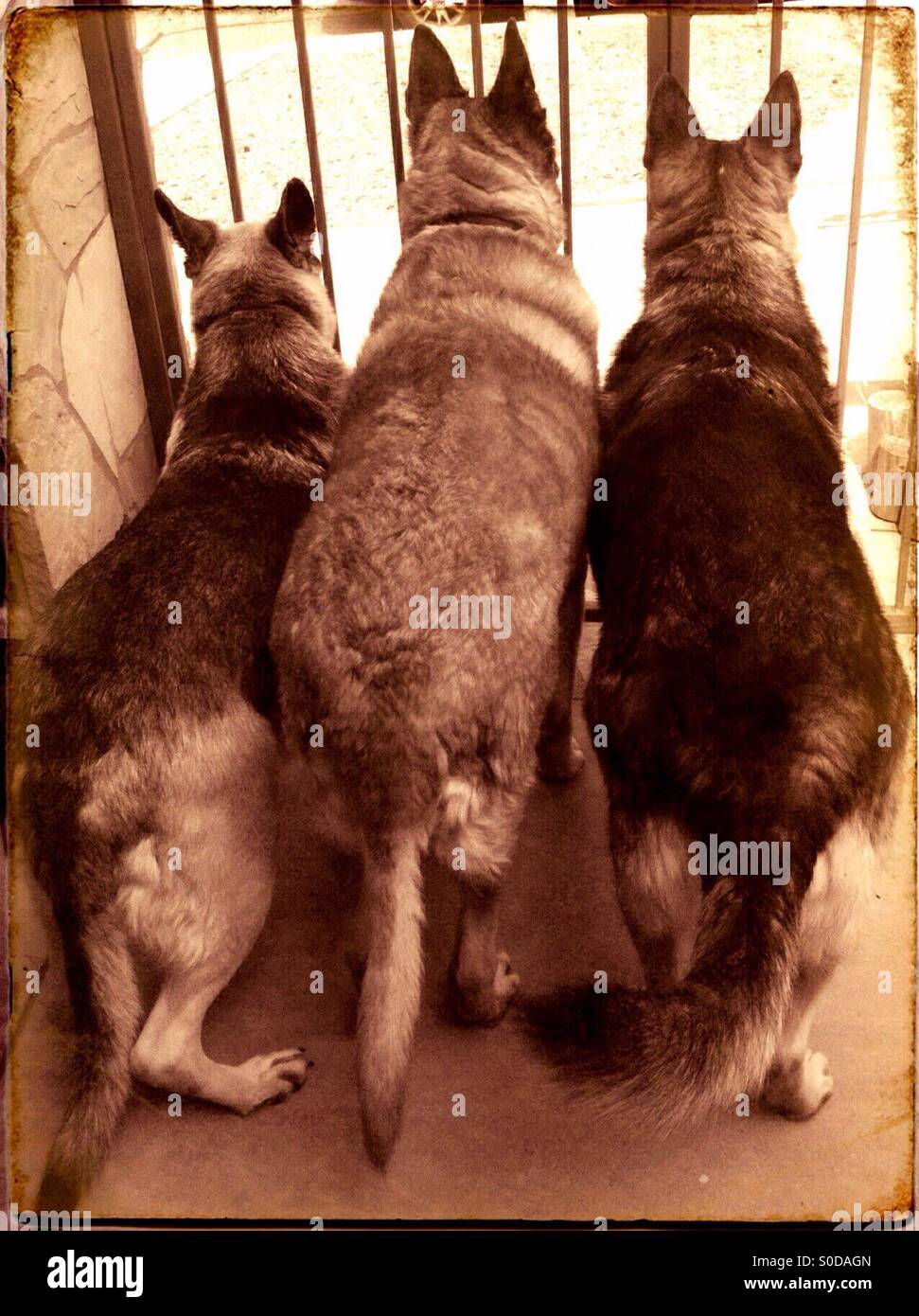 Dogs behind a gate hi-res stock photography and images - Alamy