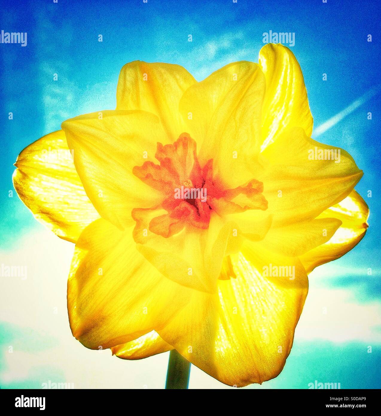 Daffodil close upS Stock Photo - Alamy