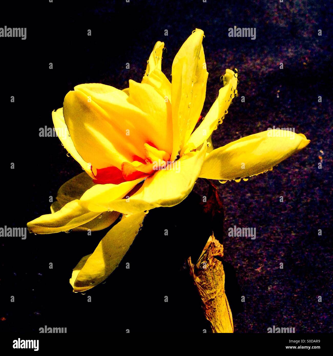 Yellow daffodil with dew on a dark background Stock Photo - Alamy