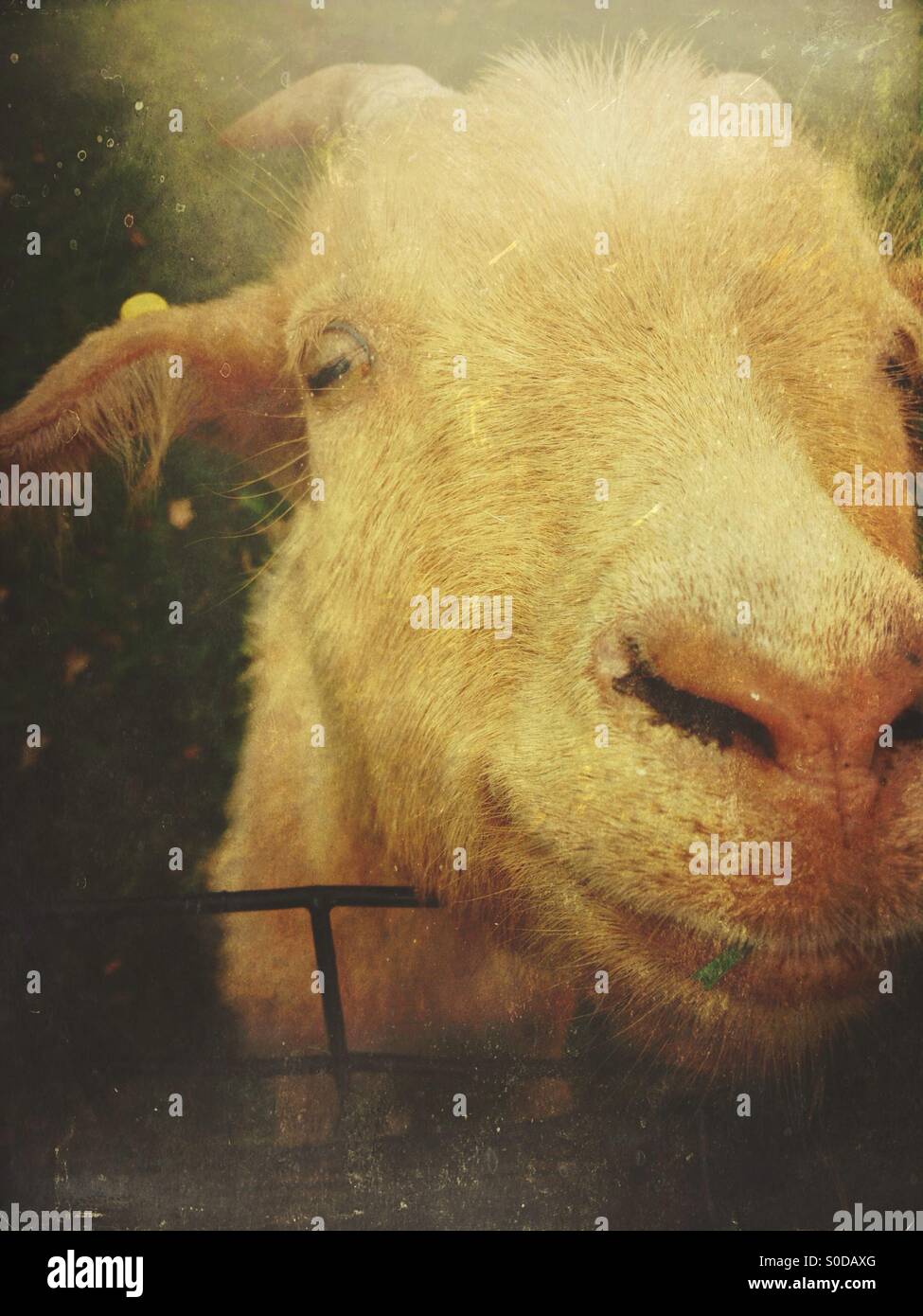 Happy goat hi-res stock photography and images - Alamy