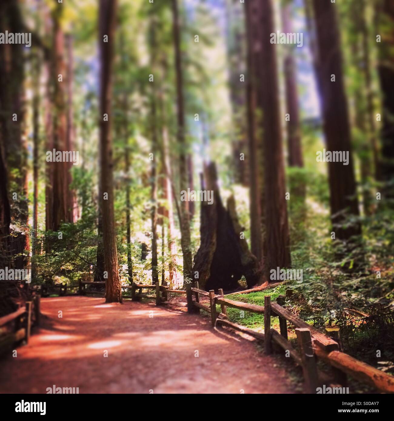 Redwood stroll hi-res stock photography and images - Alamy