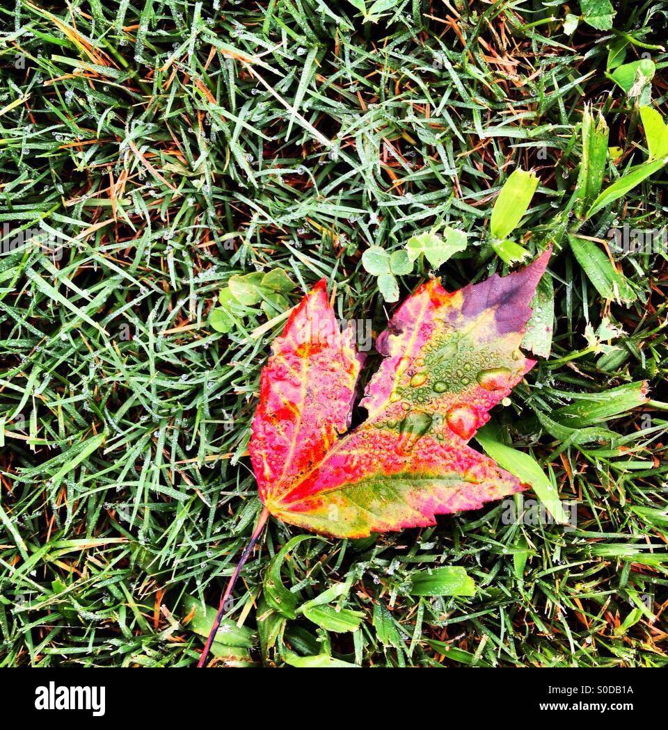First signs of fall Stock Photo - Alamy