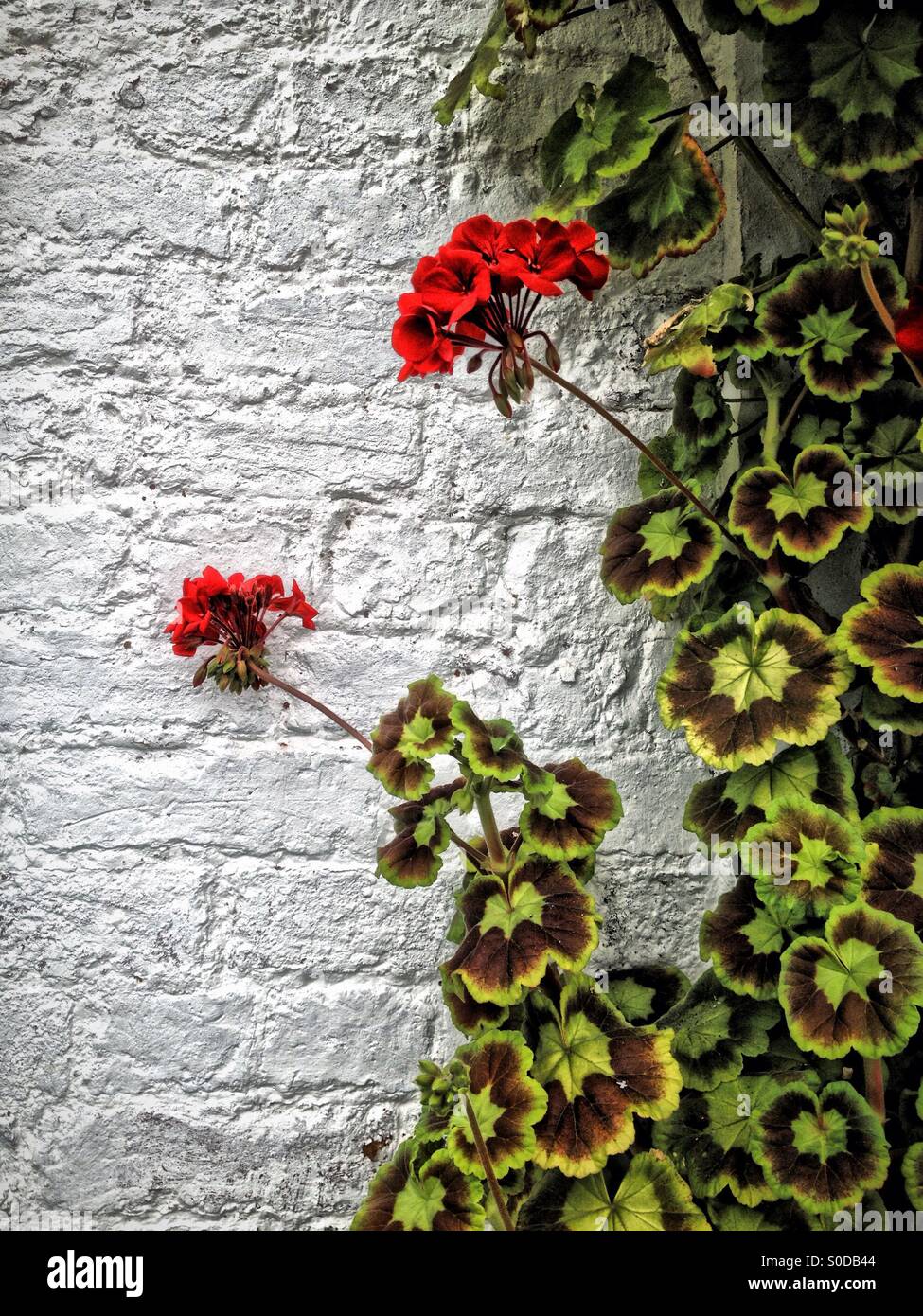 Variegated leaf geranium hi-res stock photography and images - Alamy