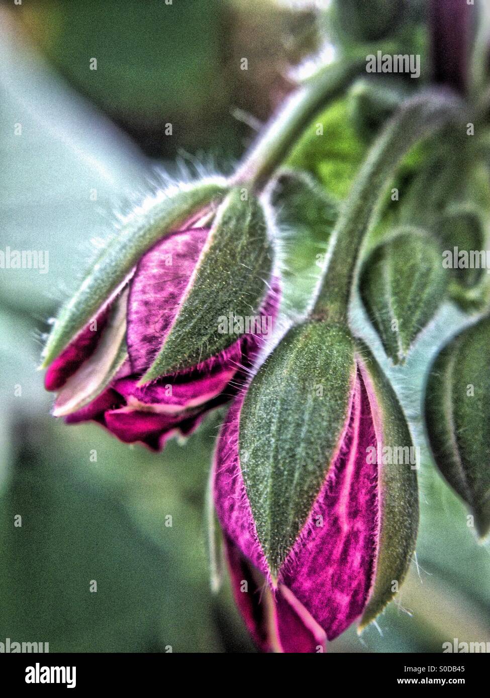 Geranium flower buds Stock Photo - Alamy