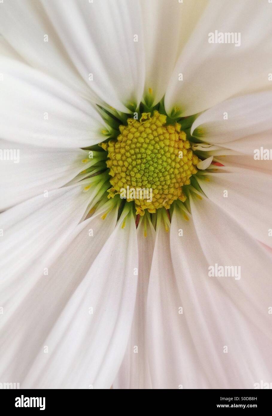 Soft white edges hi-res stock photography and images - Alamy