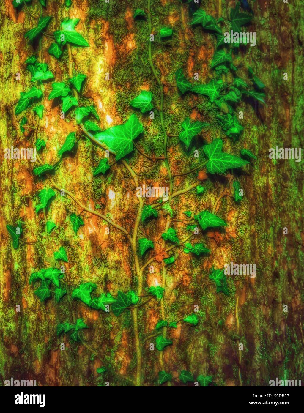 Growing ivy on tree trunk Stock Photo - Alamy