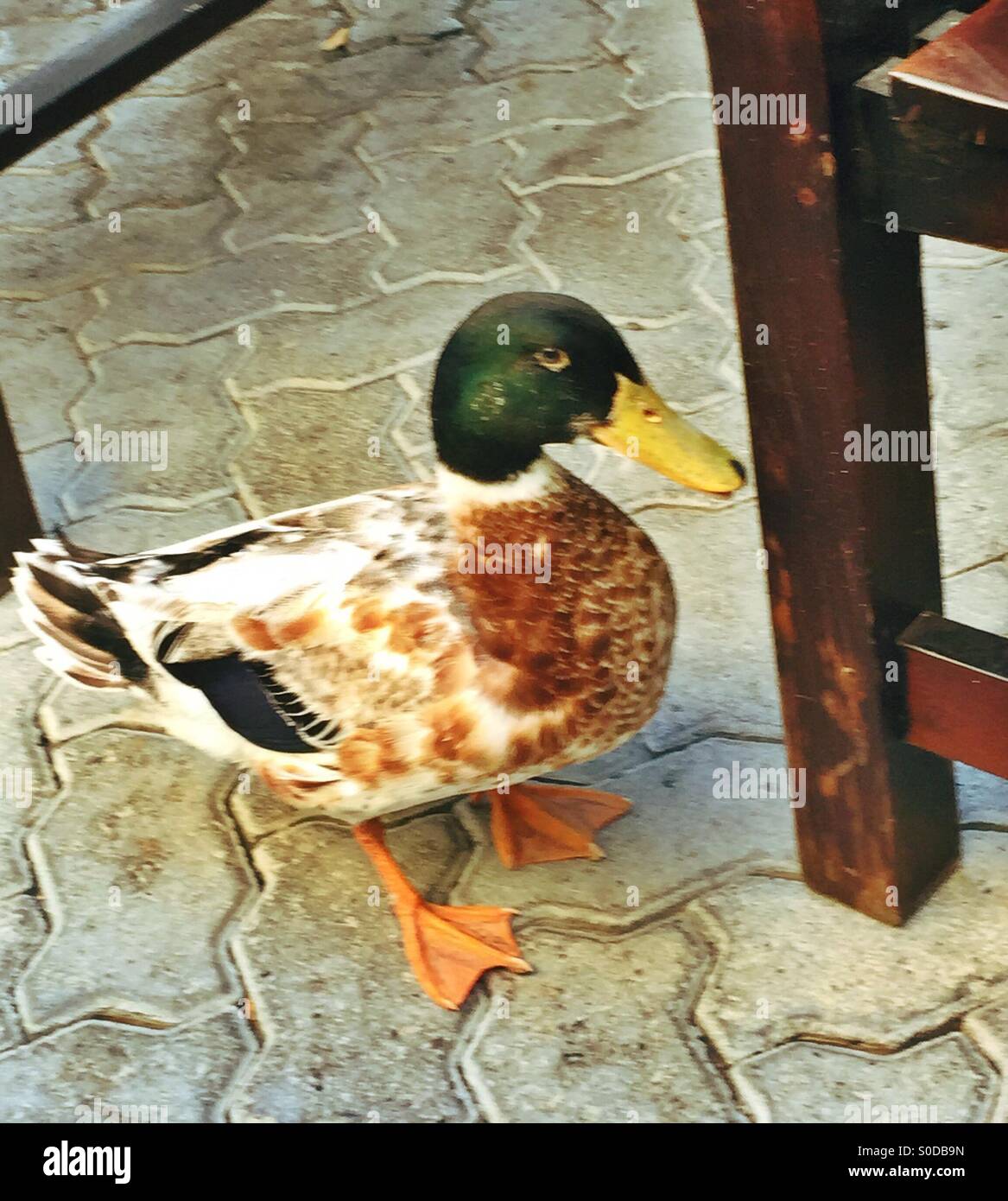 Hungry duck hi-res stock photography and images - Alamy