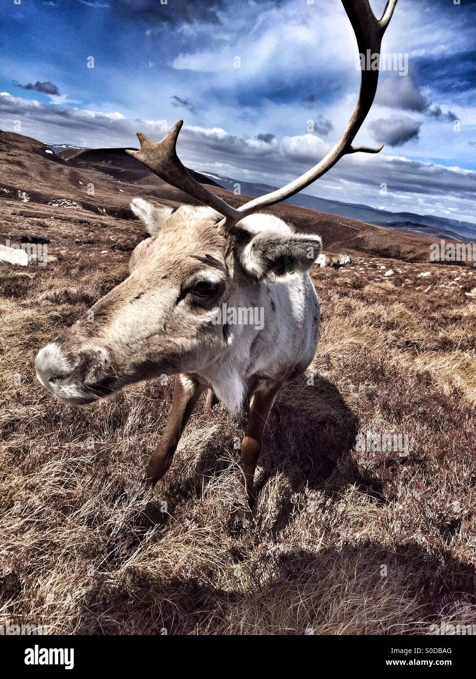 Reindeer with single antler Stock Photo - Alamy