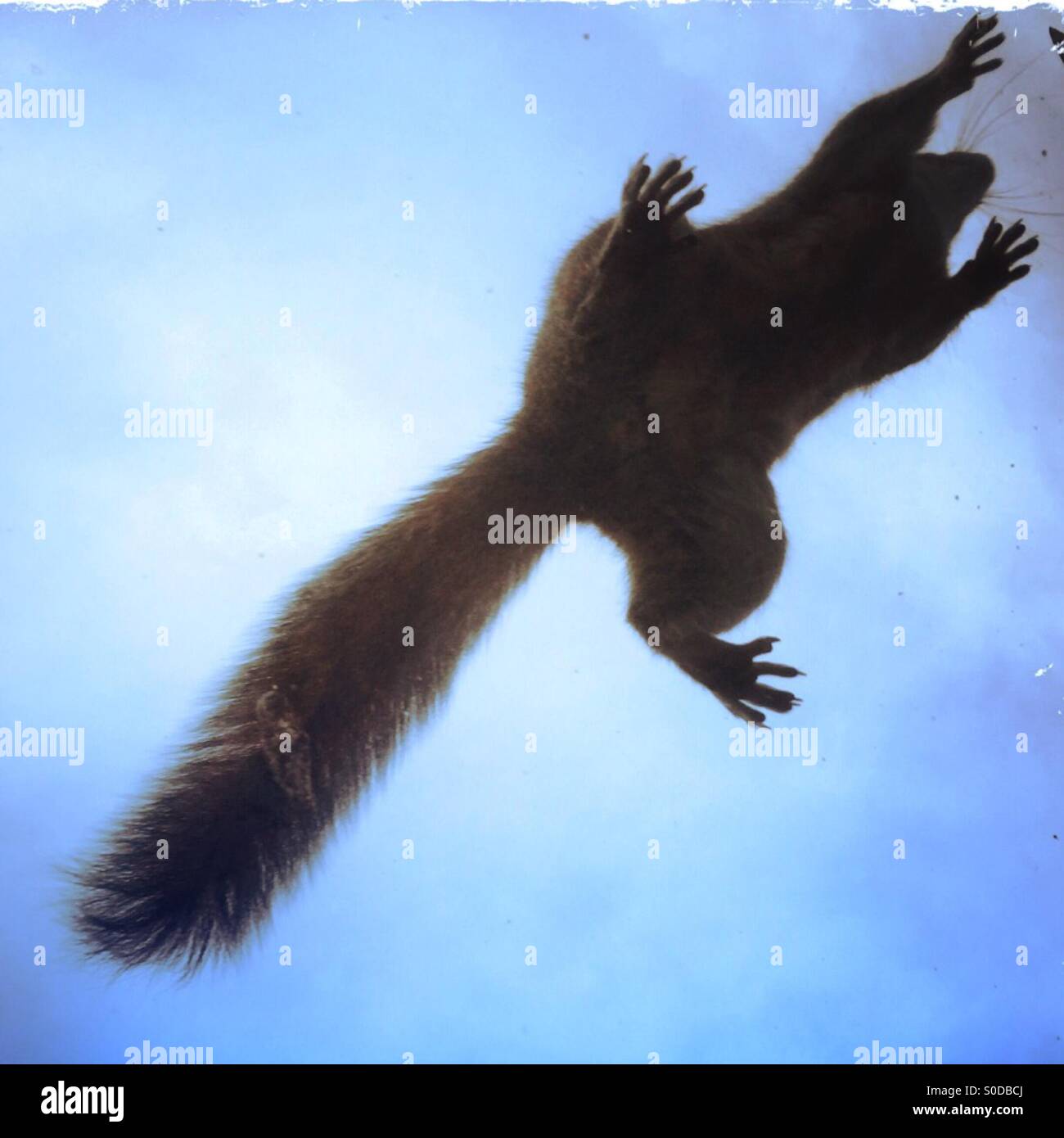 Jumping creature hi-res stock photography and images - Alamy