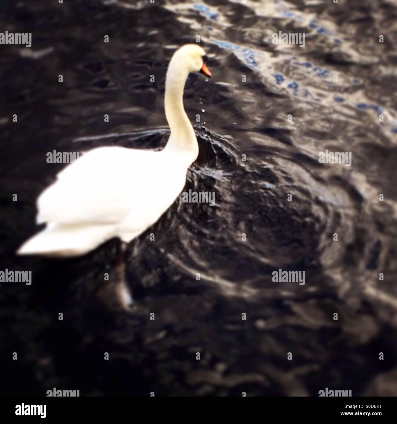 Lake performed by hi-res stock photography and images - Alamy