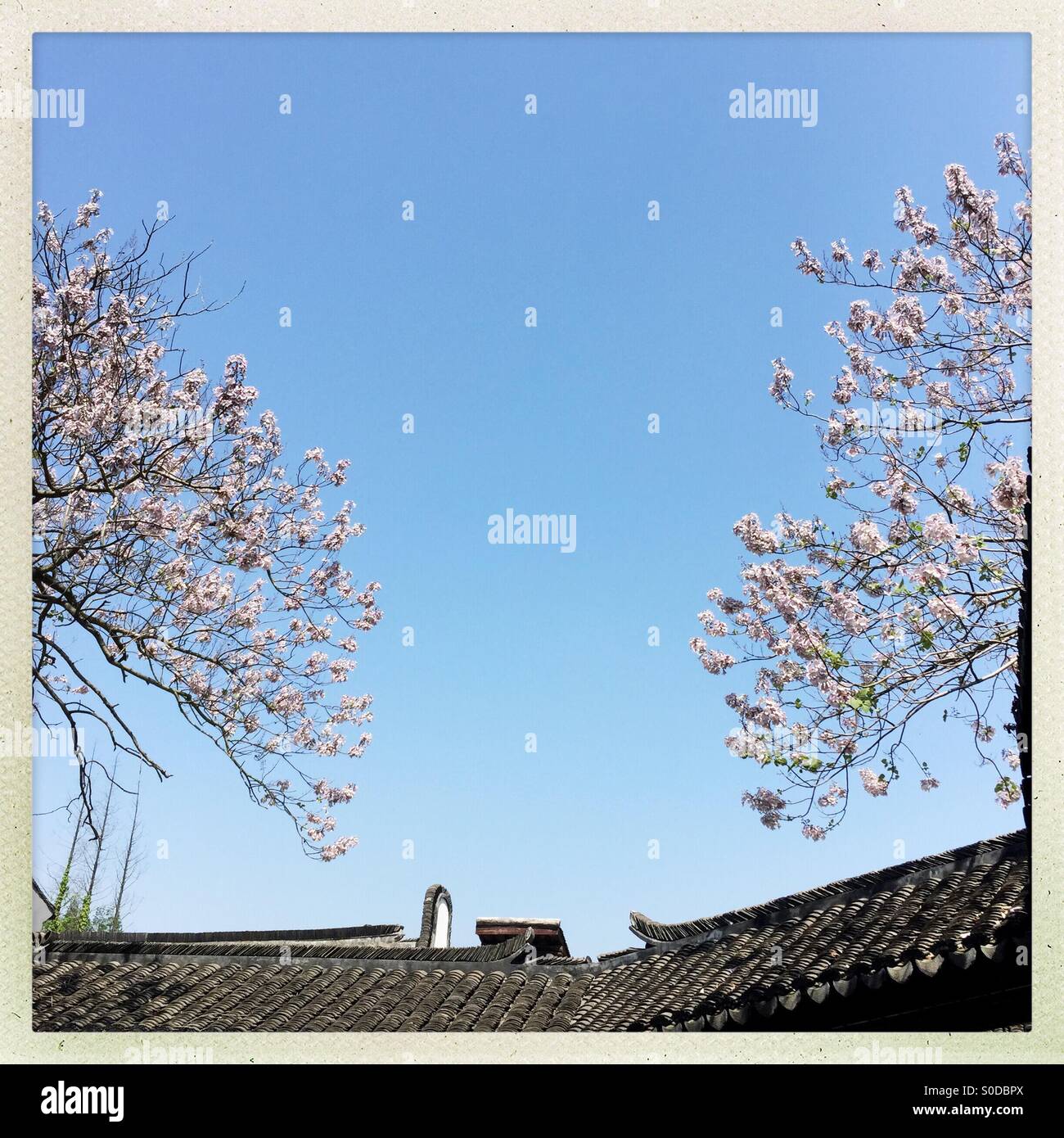 Rooftop trees hi-res stock photography and images - Alamy