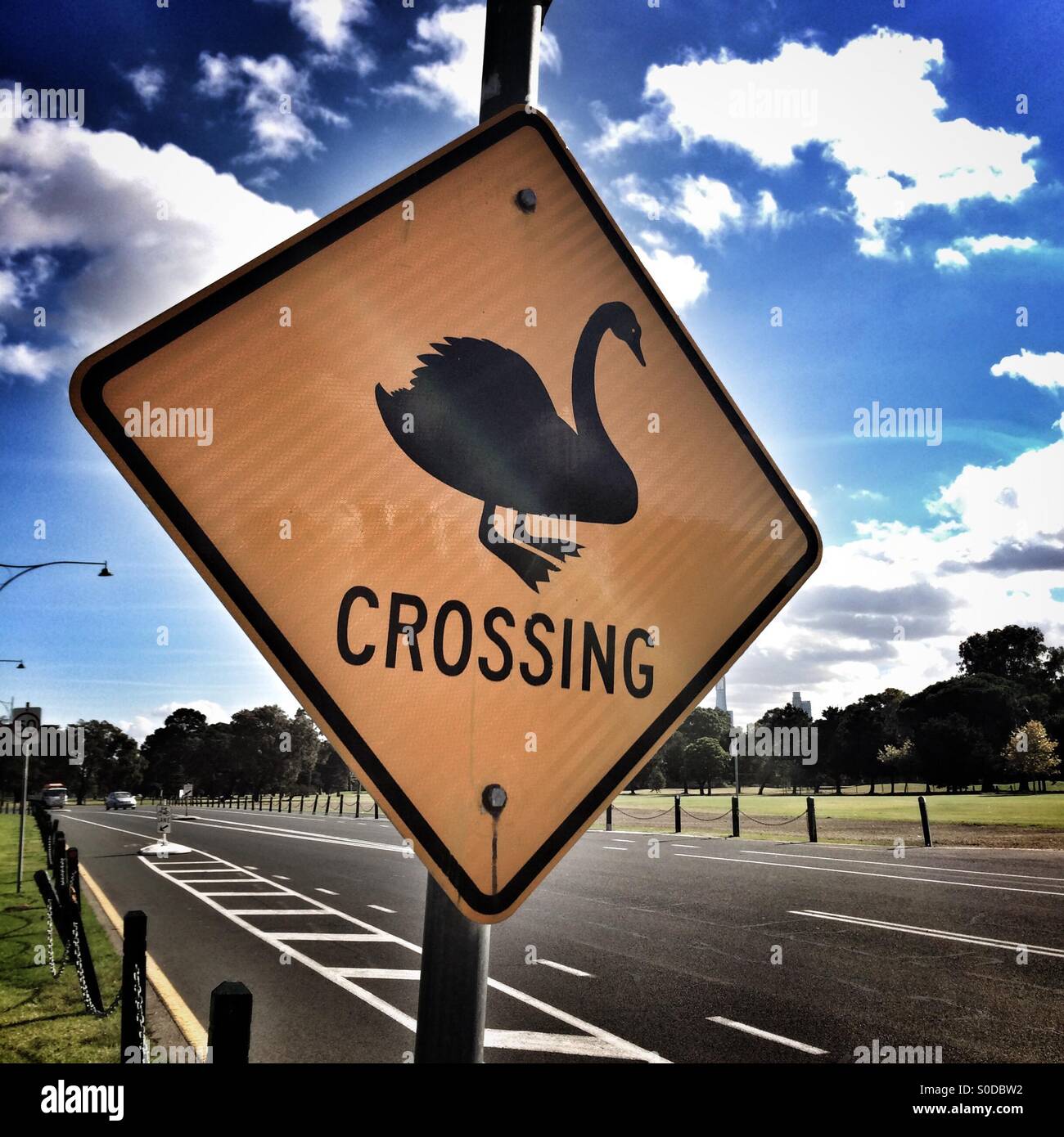 Swan crossing road hi-res stock photography and images - Alamy