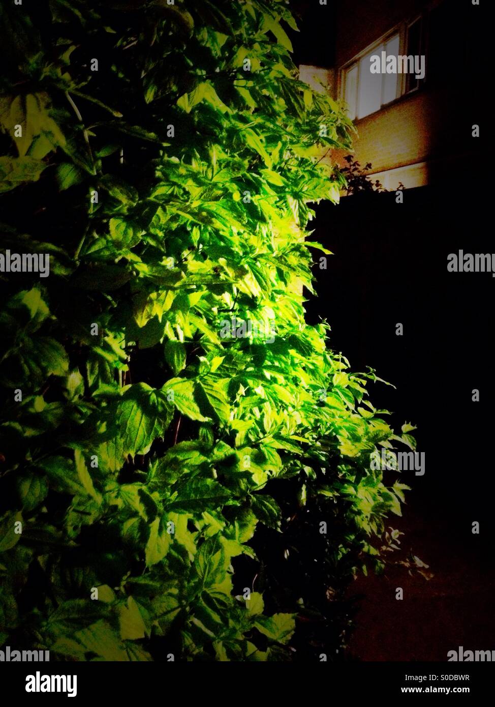 Night Garden Shrub Lighting High Resolution Stock Photography and ...