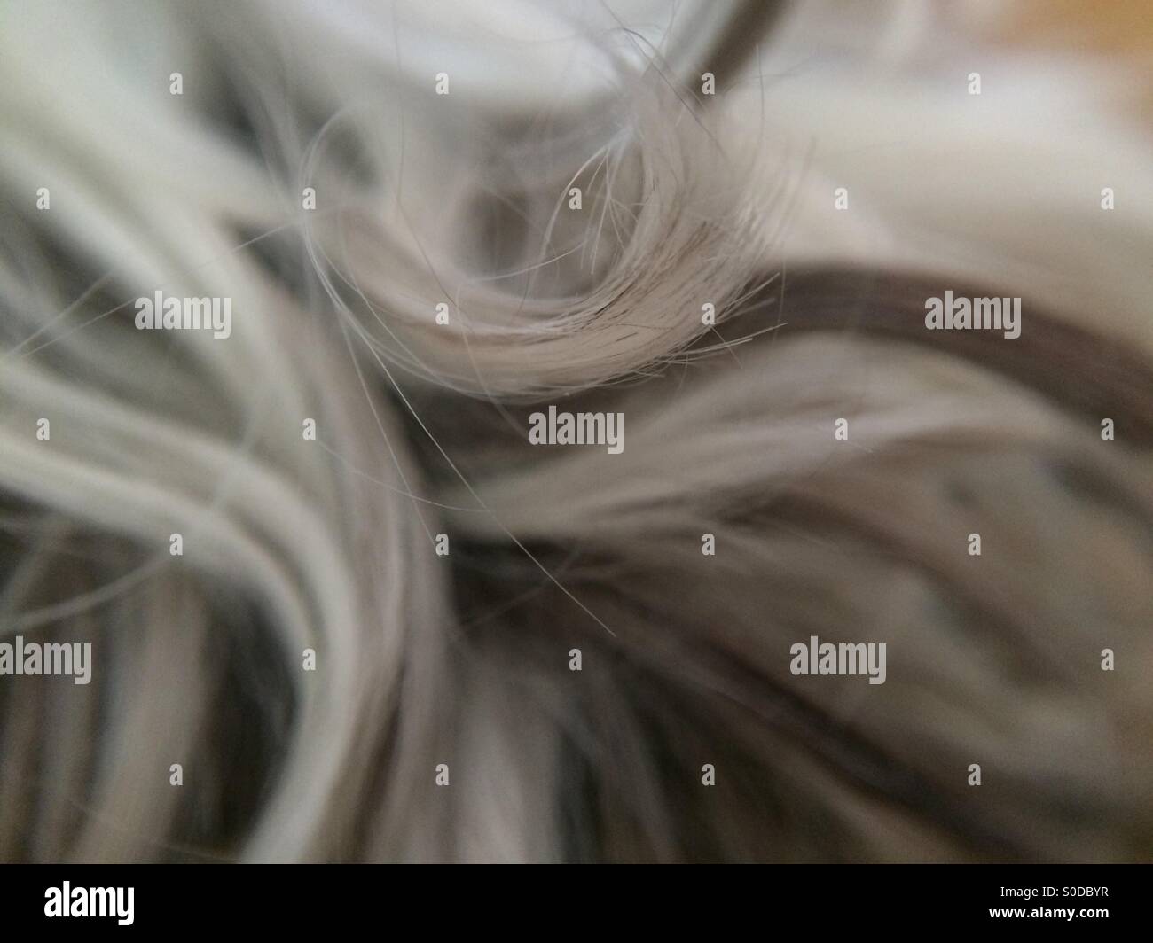 Dog hair hi-res stock photography and images - Alamy