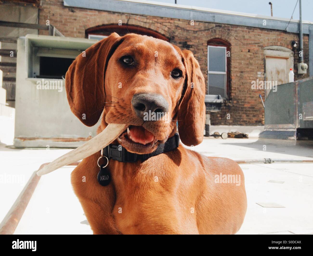 Big tooth hi-res stock photography and images - Alamy