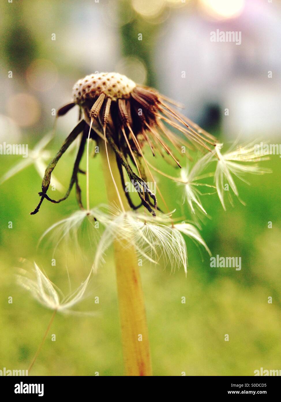 Dead weeds hi-res stock photography and images - Alamy