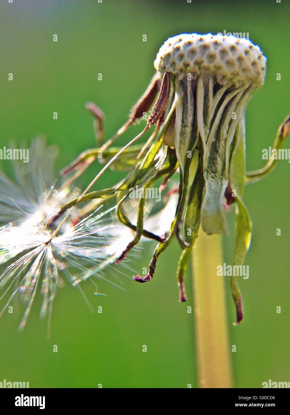 Dead Dandelion Clip Art