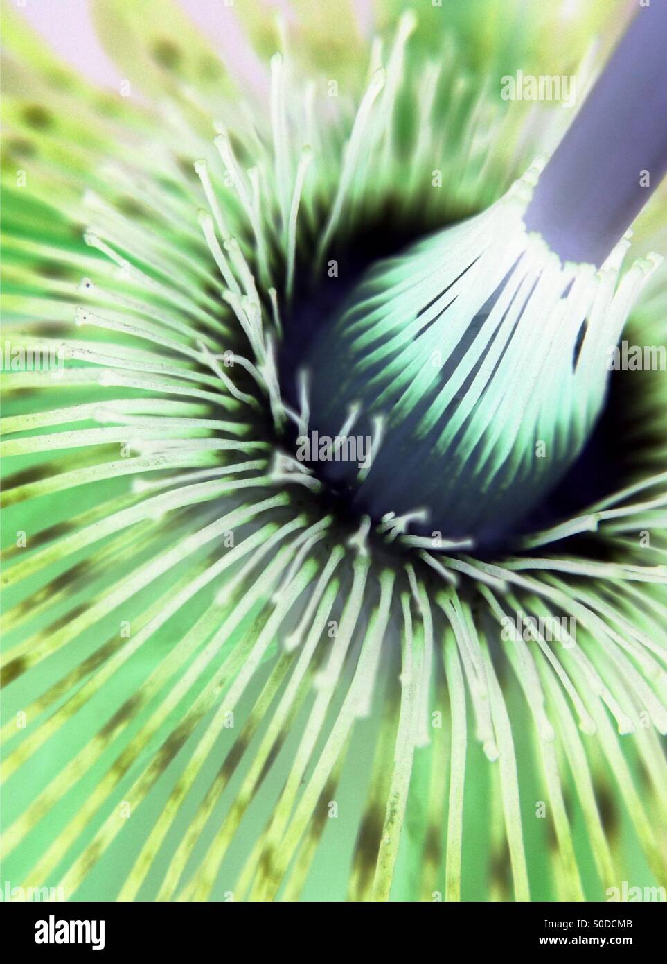 Colour inverted photo of a Passion flower Stock Photo - Alamy