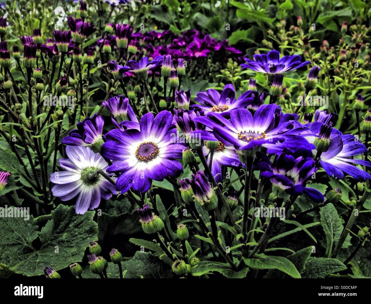 Cineraria pot hi-res stock photography and images - Alamy