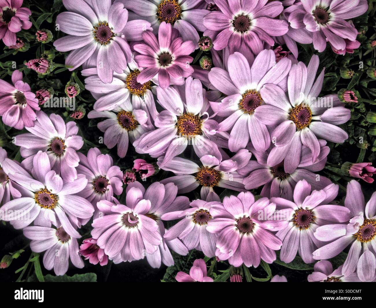 Cineraria pot hi-res stock photography and images - Alamy