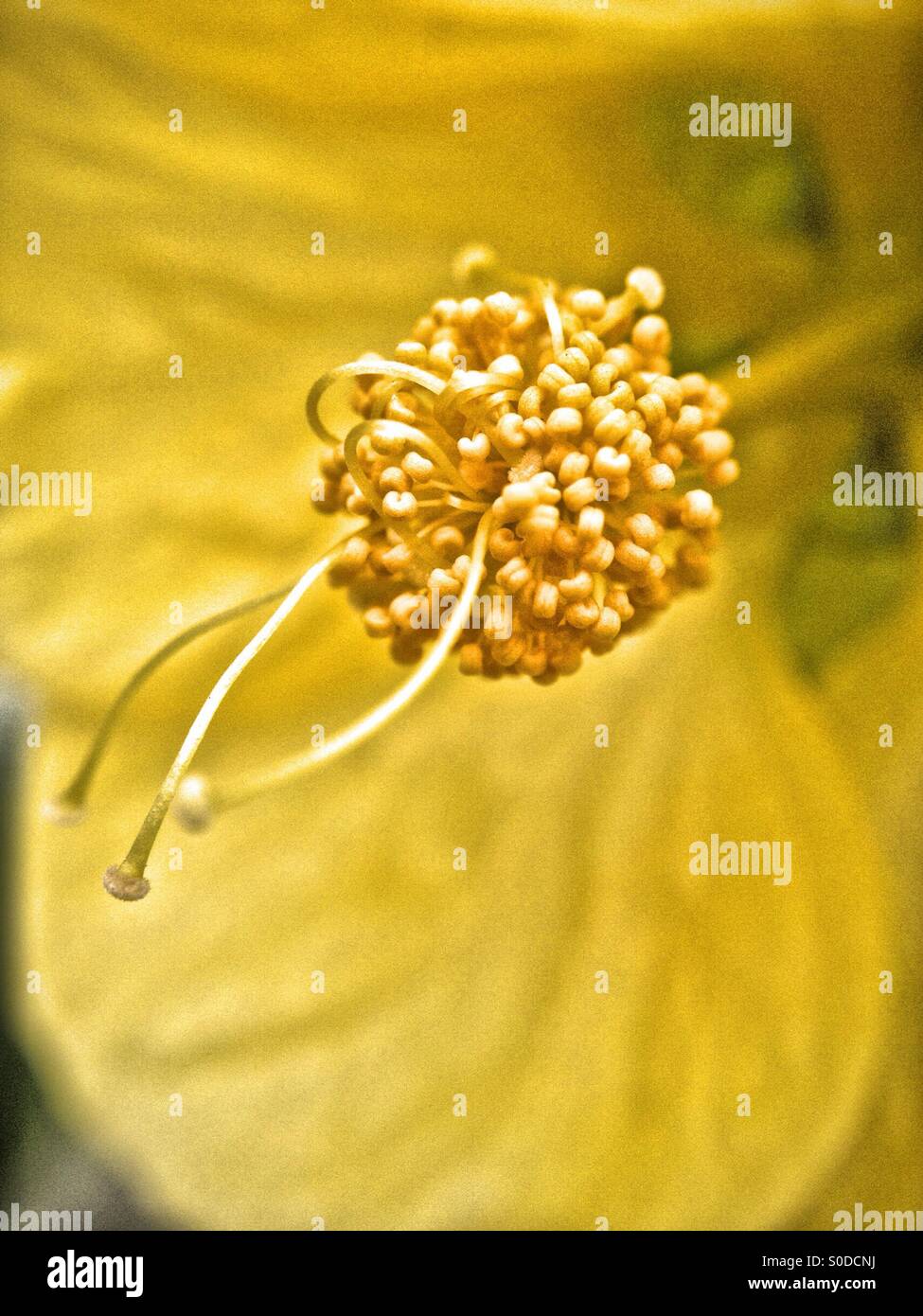Abutilon detail hi-res stock photography and images - Alamy