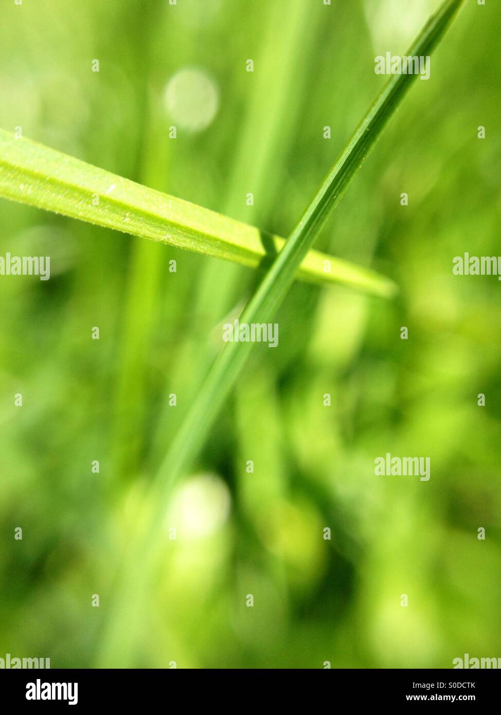 Long green grass blades hi-res stock photography and images - Alamy