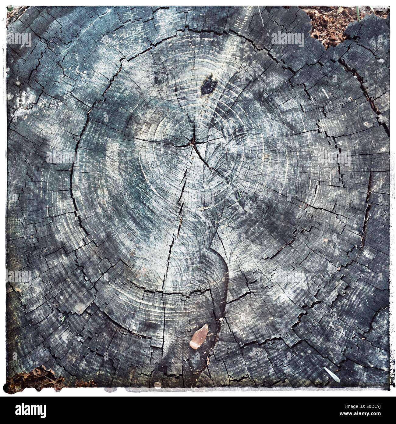 Tree stump showing age rings Stock Photo - Alamy
