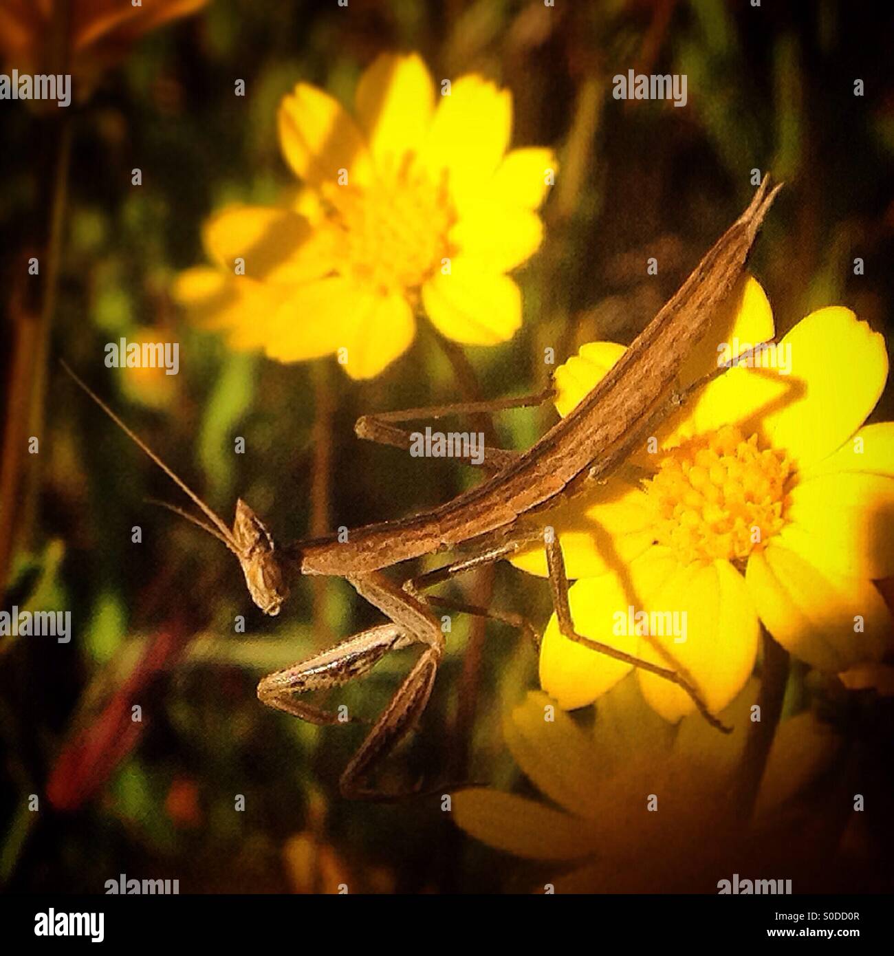 A mantis perchs on a natural daisies field in Prado del Rey, Sierra de ...