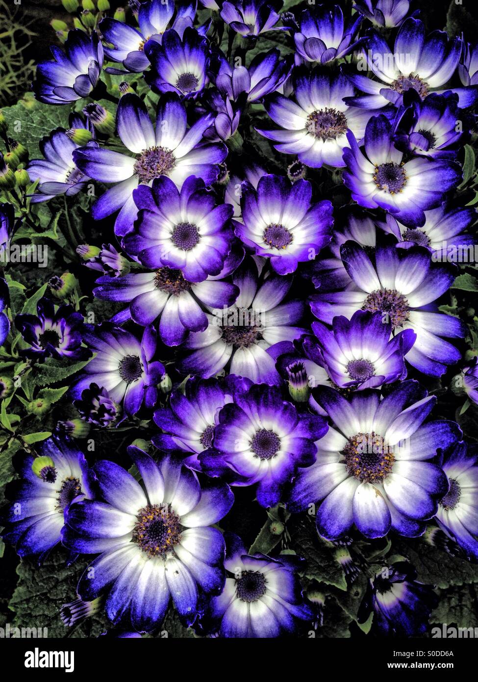Cineraria pot hi-res stock photography and images - Alamy