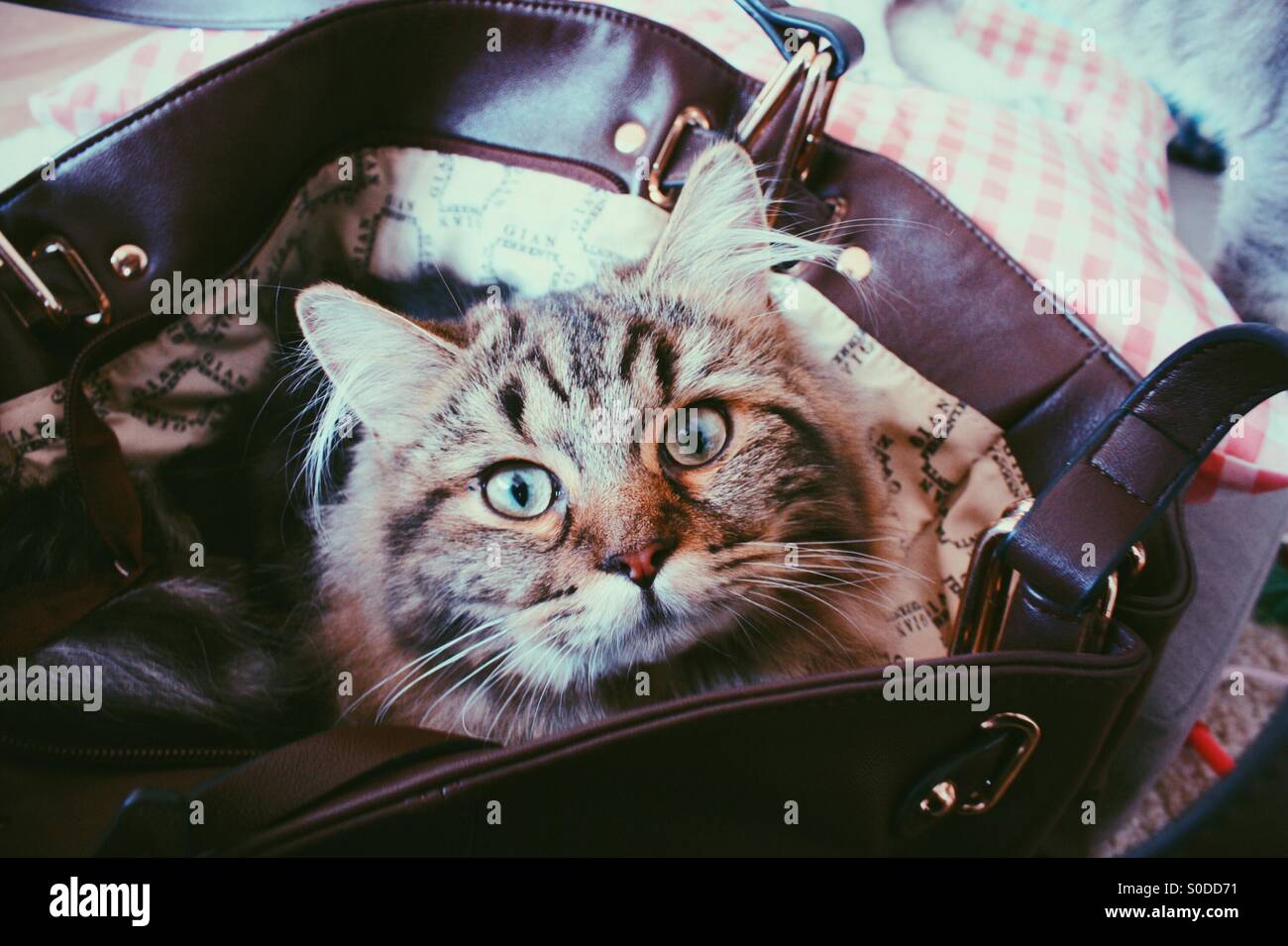 Cat in a bag hi-res stock photography and images - Alamy