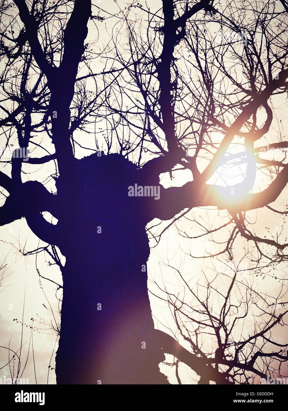 Tree trunk silhouette hi-res stock photography and images - Alamy
