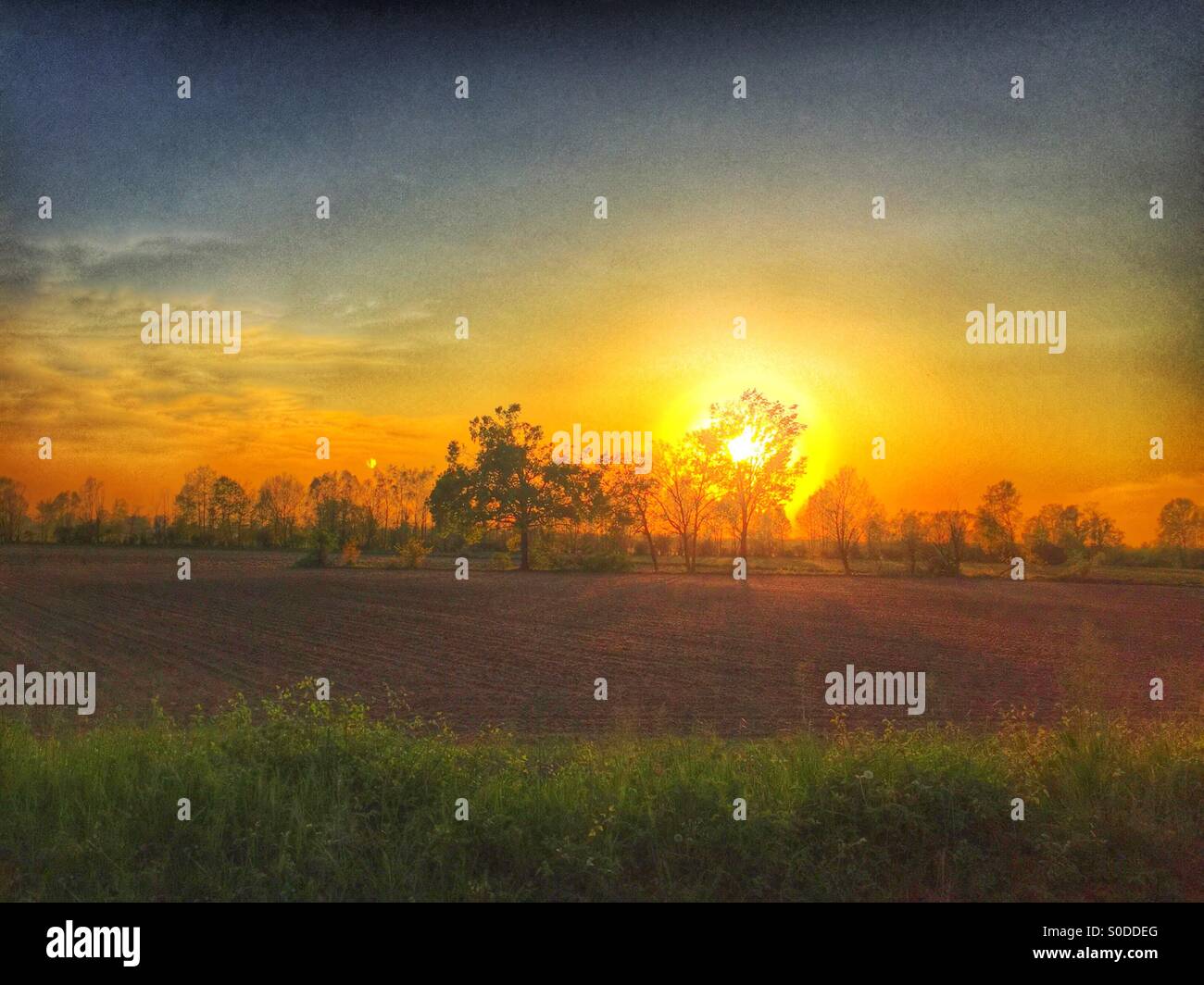 Plain trees hi-res stock photography and images - Alamy