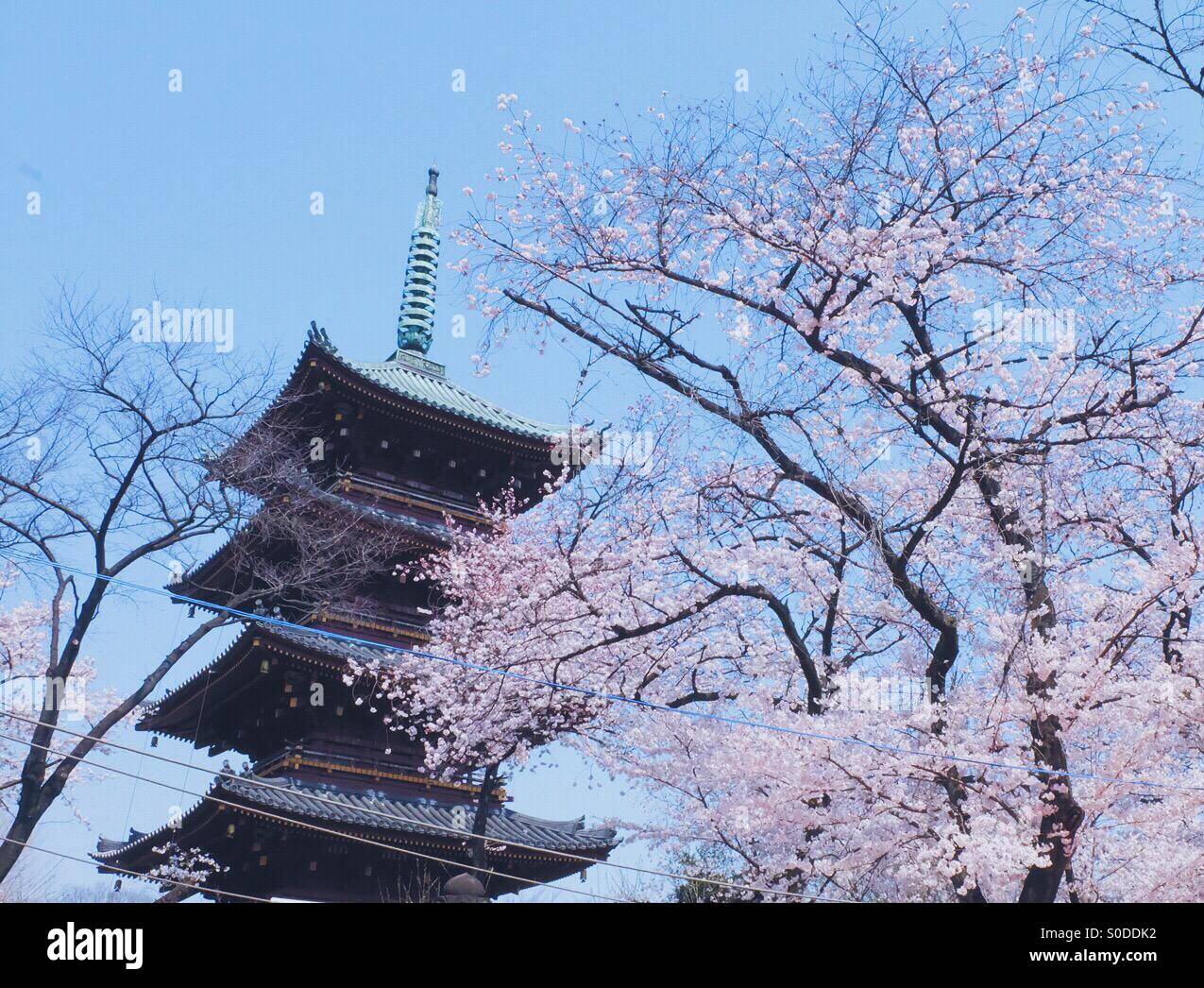 Sakura tree with pagoda Stock Photo - Alamy