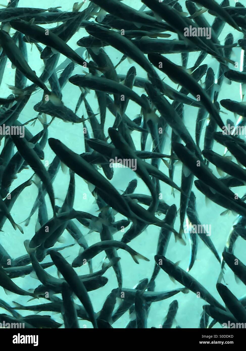 Minnows ocean hi-res stock photography and images - Alamy