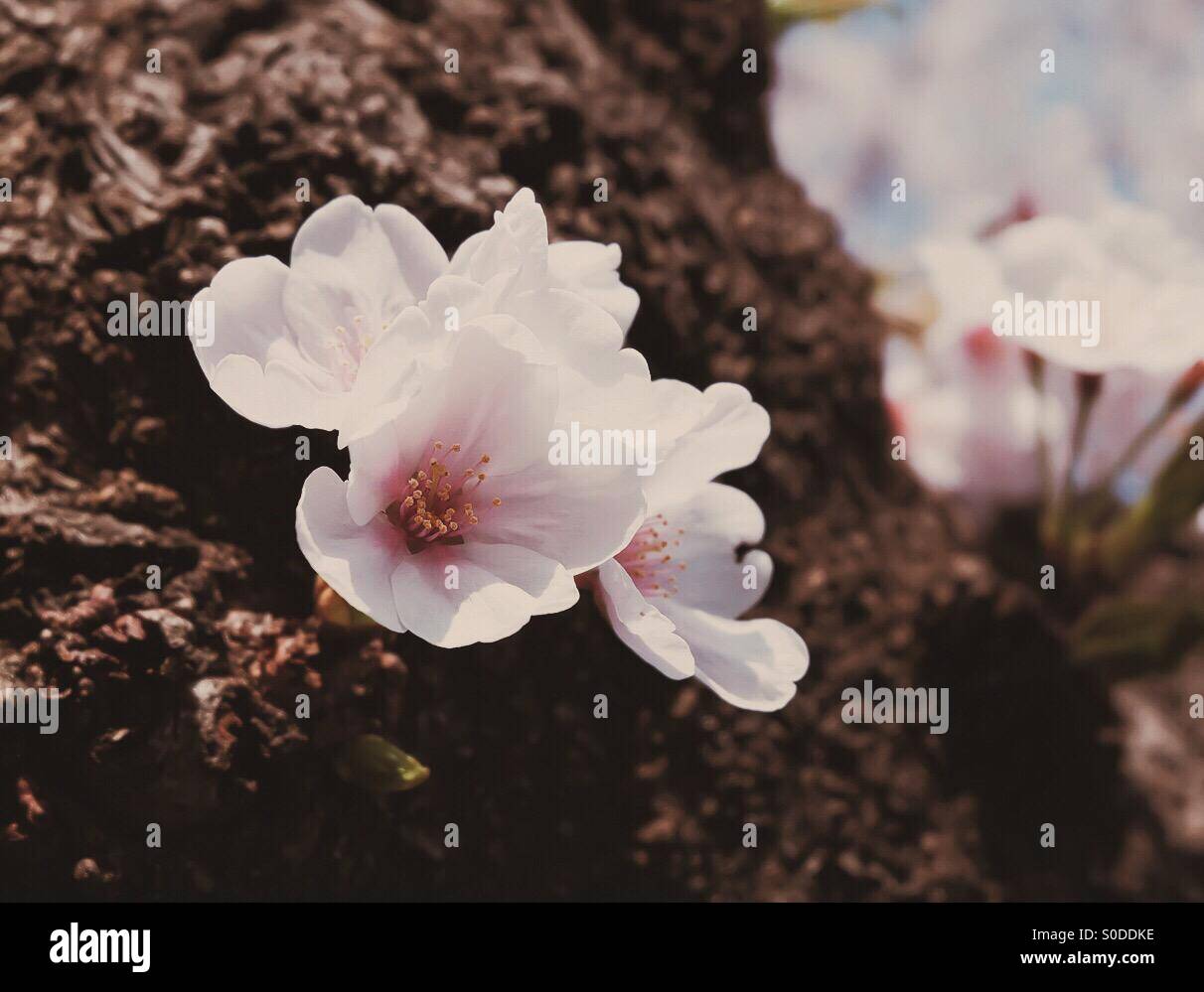 Sakura growing on a bark Stock Photo - Alamy