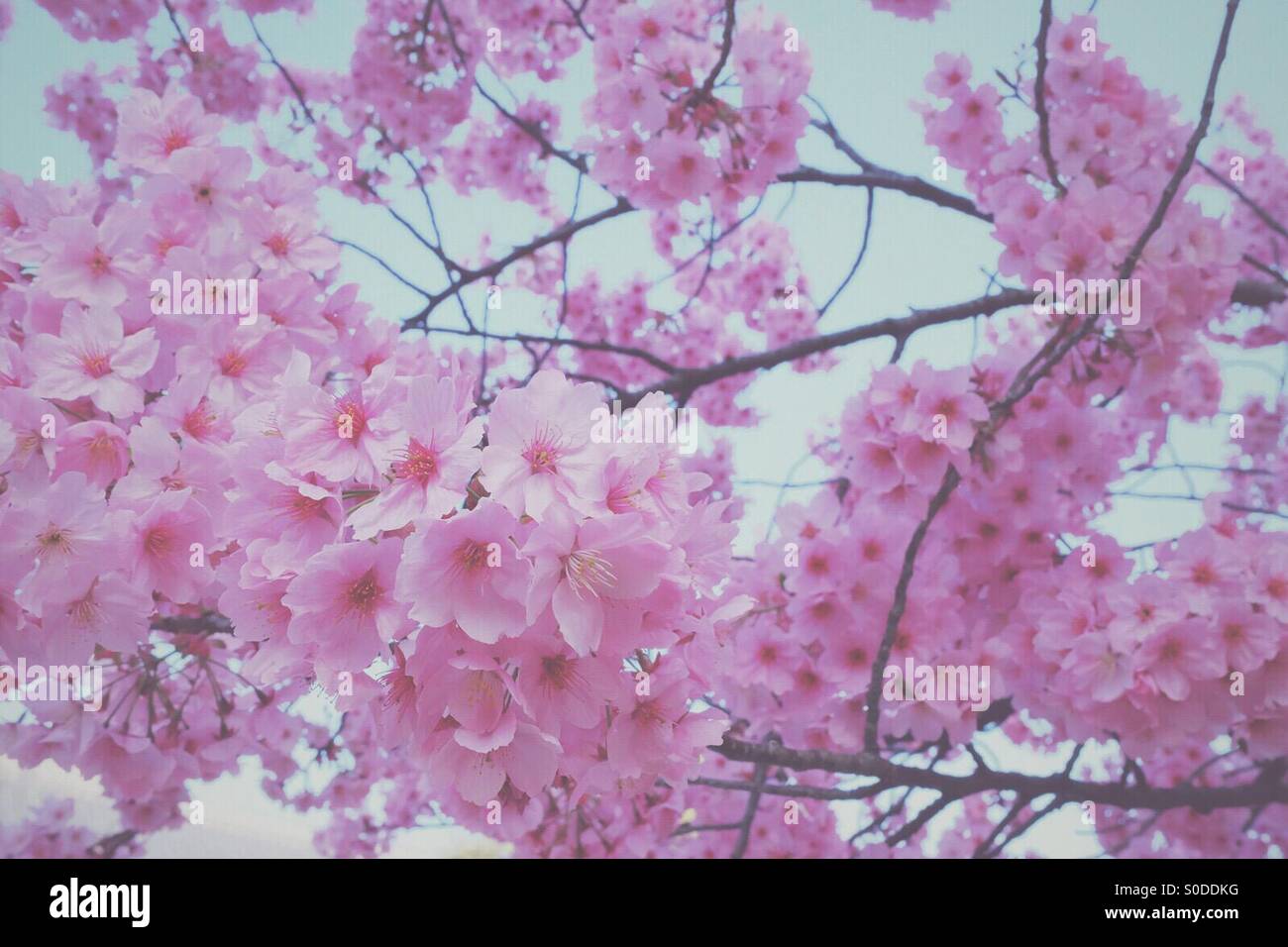Pink sakura tree hi-res stock photography and images - Alamy