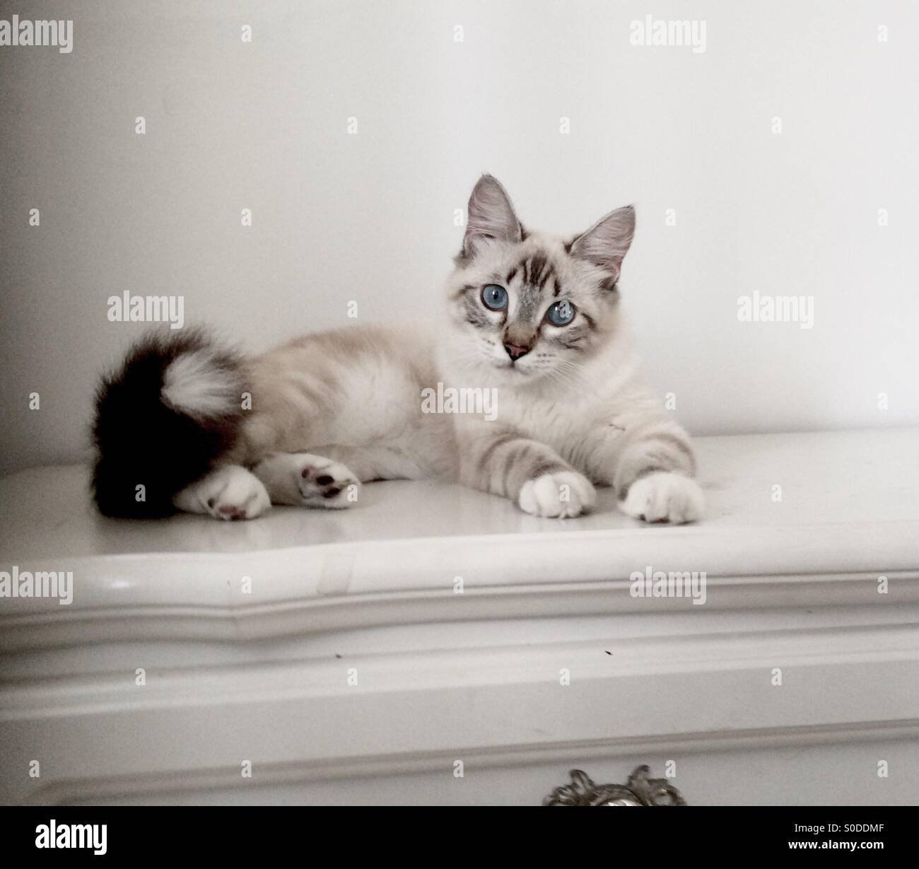 She cat hi-res stock photography and images - Alamy