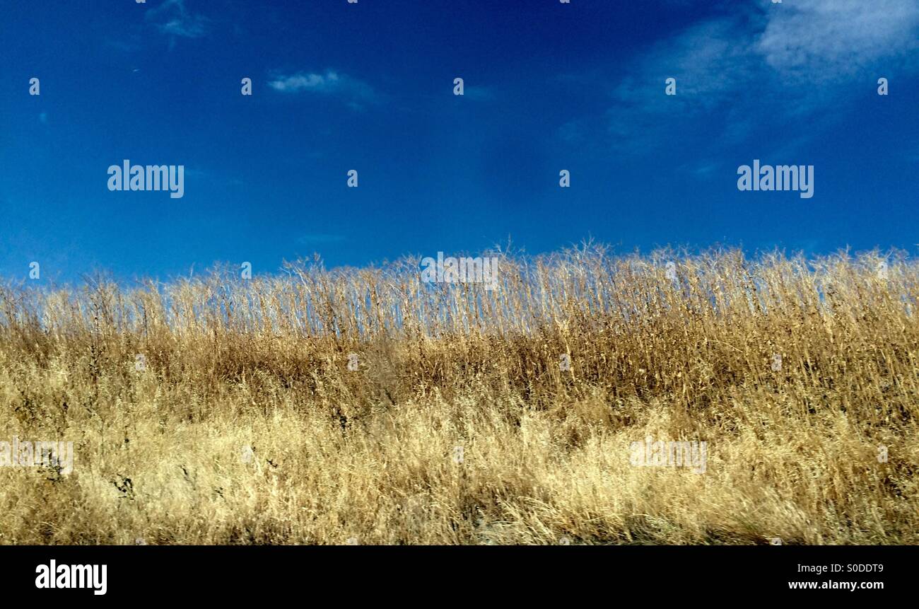 Yellow dry grass against blue sky Stock Photo - Alamy
